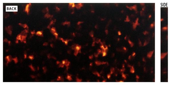 Havanas - Echo Plastic